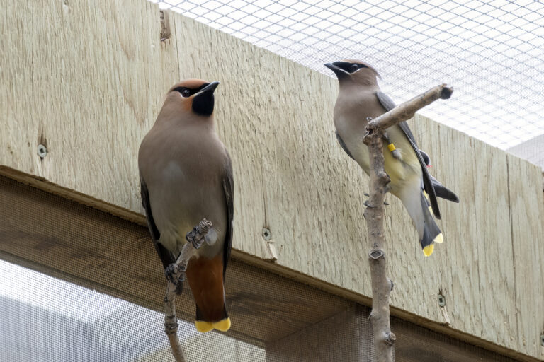 Waxwings in Alberta: Differentiation & How We Can Help! - Alberta ...