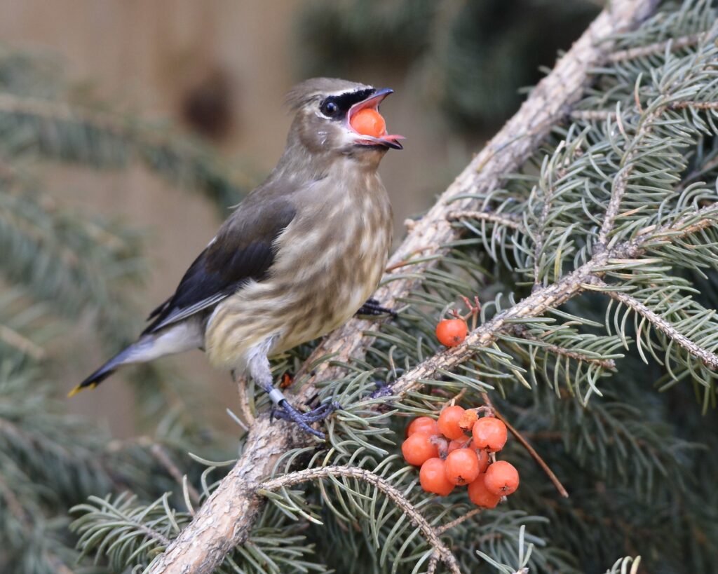 Waxwings in Alberta: Differentiation & How We Can Help! - Alberta ...