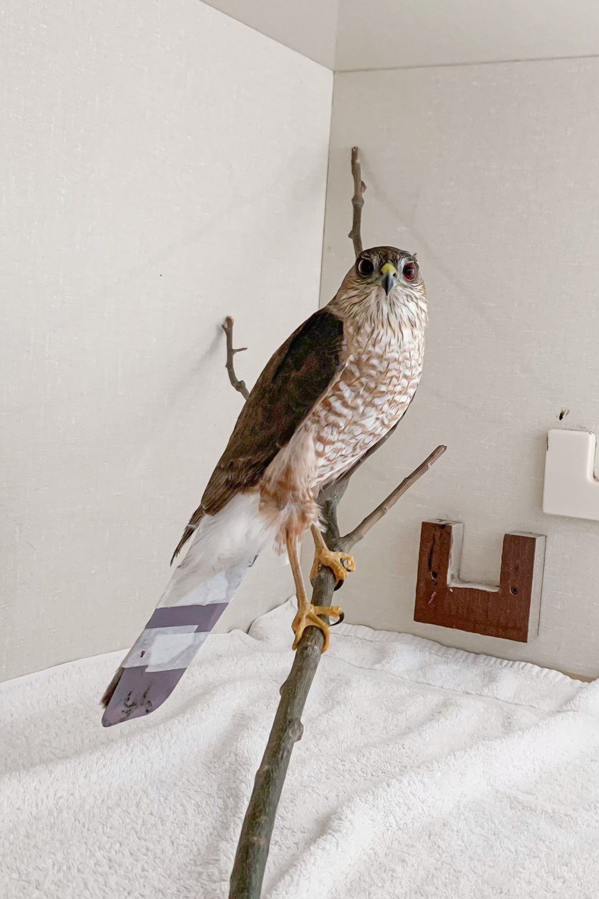 Accipiters and Falcons - Alberta Institute For Wildlife Conservation
