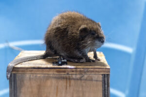 Muskrats: Nature’s Engineers and Wetland Guardians - Alberta Institute ...