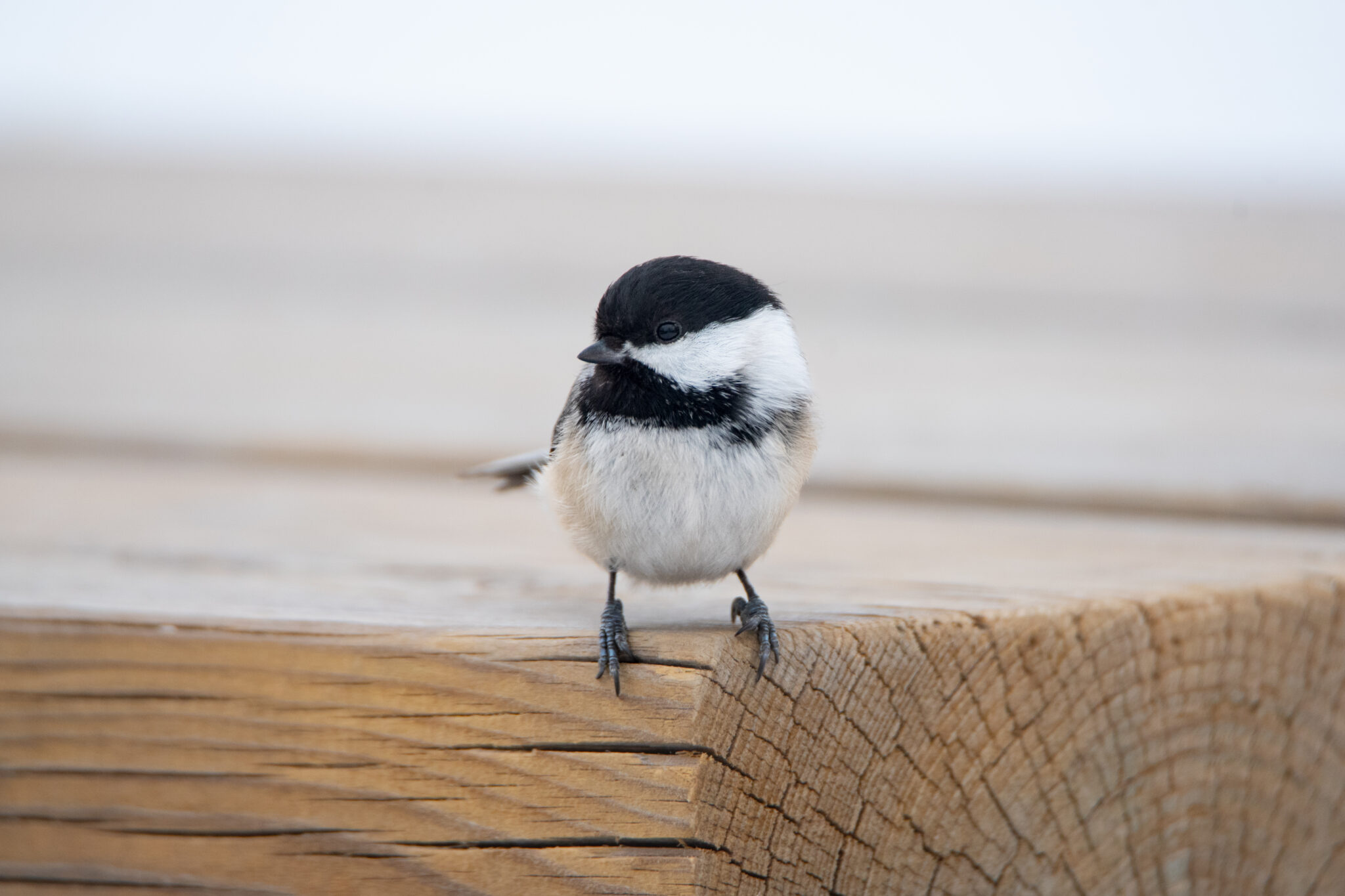 Winter Backyard Birds - Alberta Institute For Wildlife Conservation