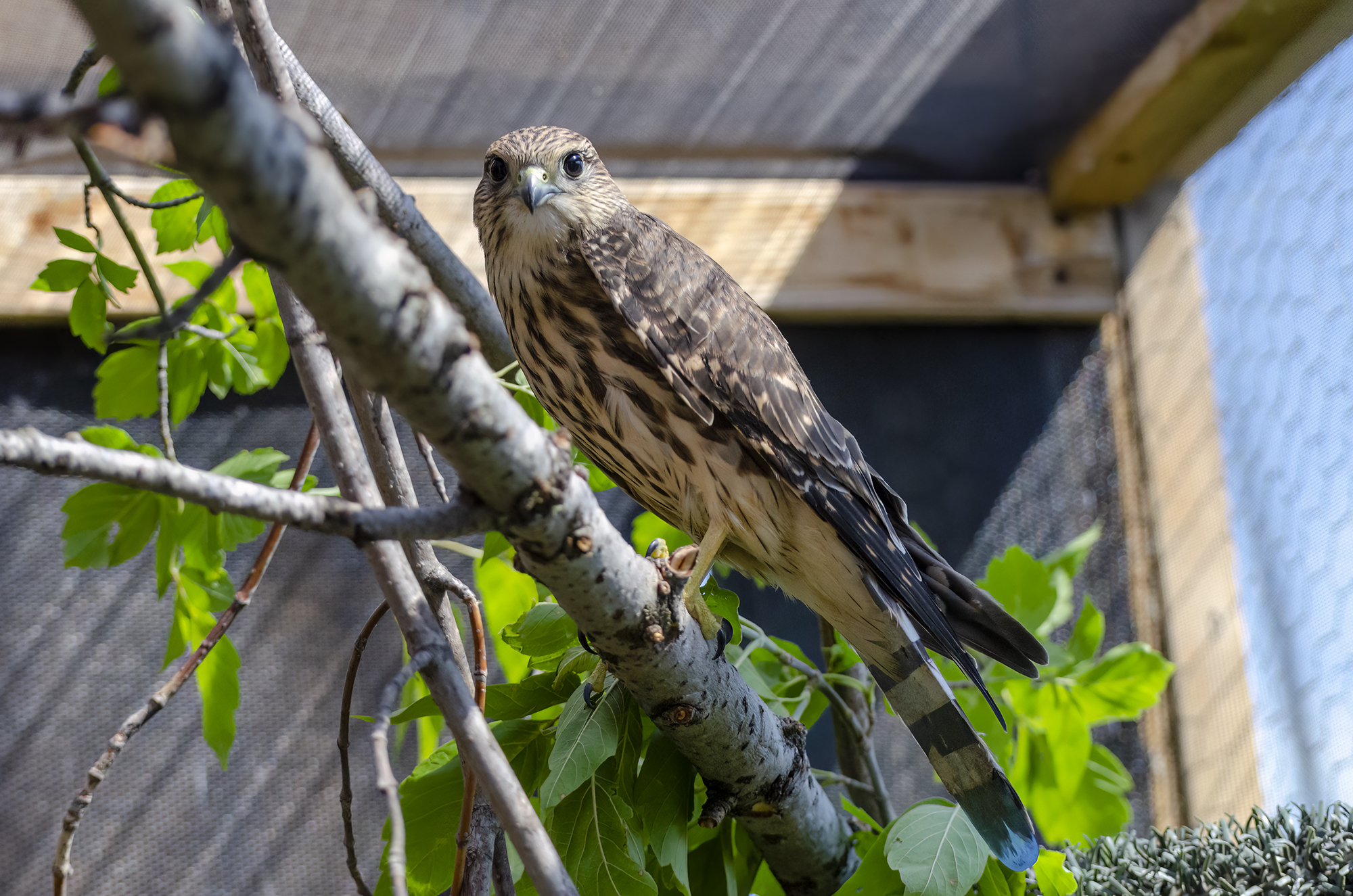 Accipiters and Falcons - Alberta Institute For Wildlife Conservation
