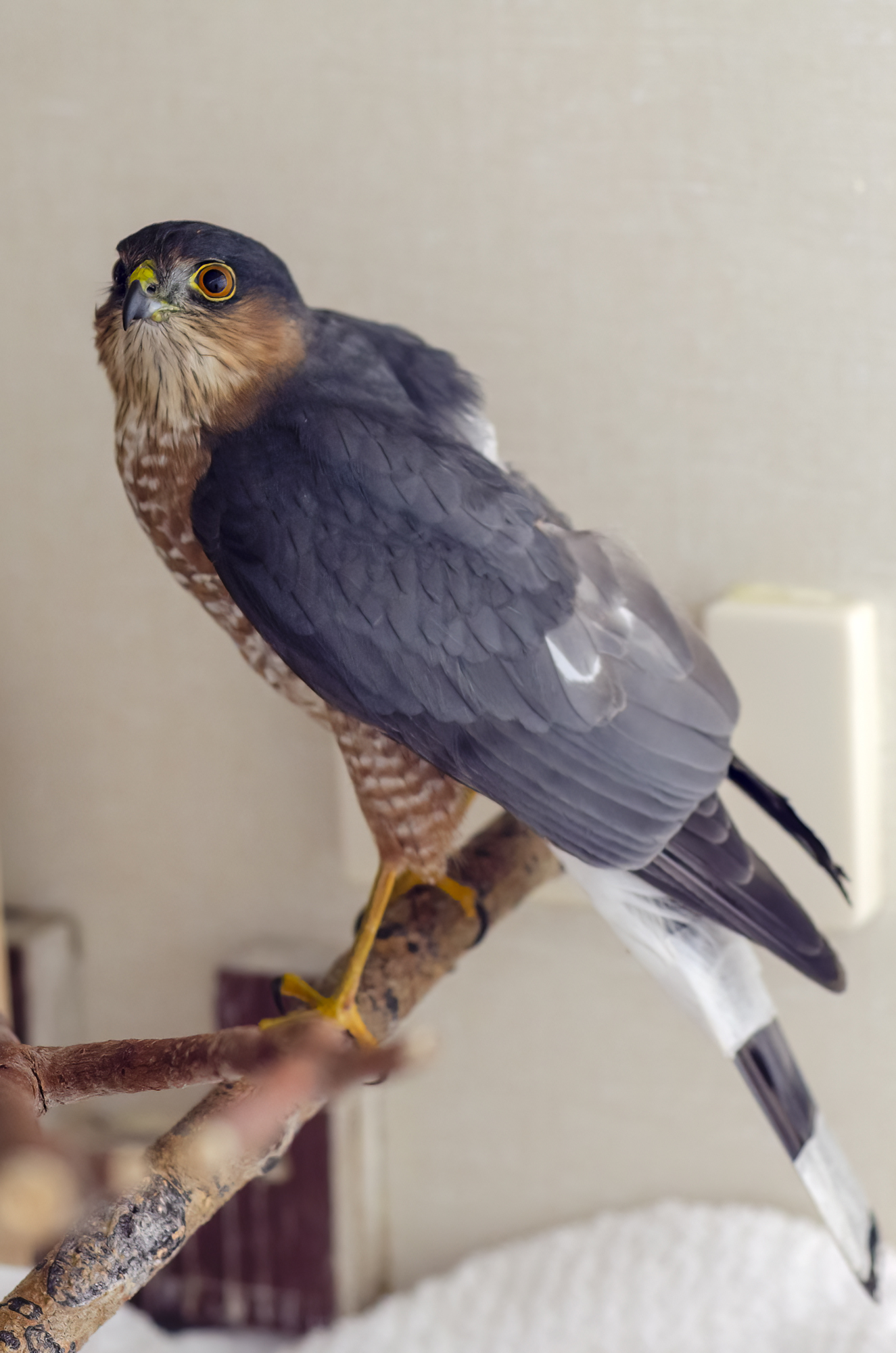 Accipiters and Falcons - Alberta Institute For Wildlife Conservation