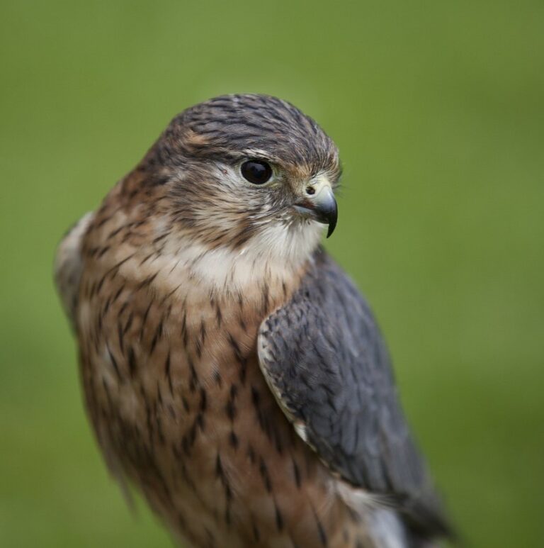 Accipiters and Falcons - Alberta Institute For Wildlife Conservation