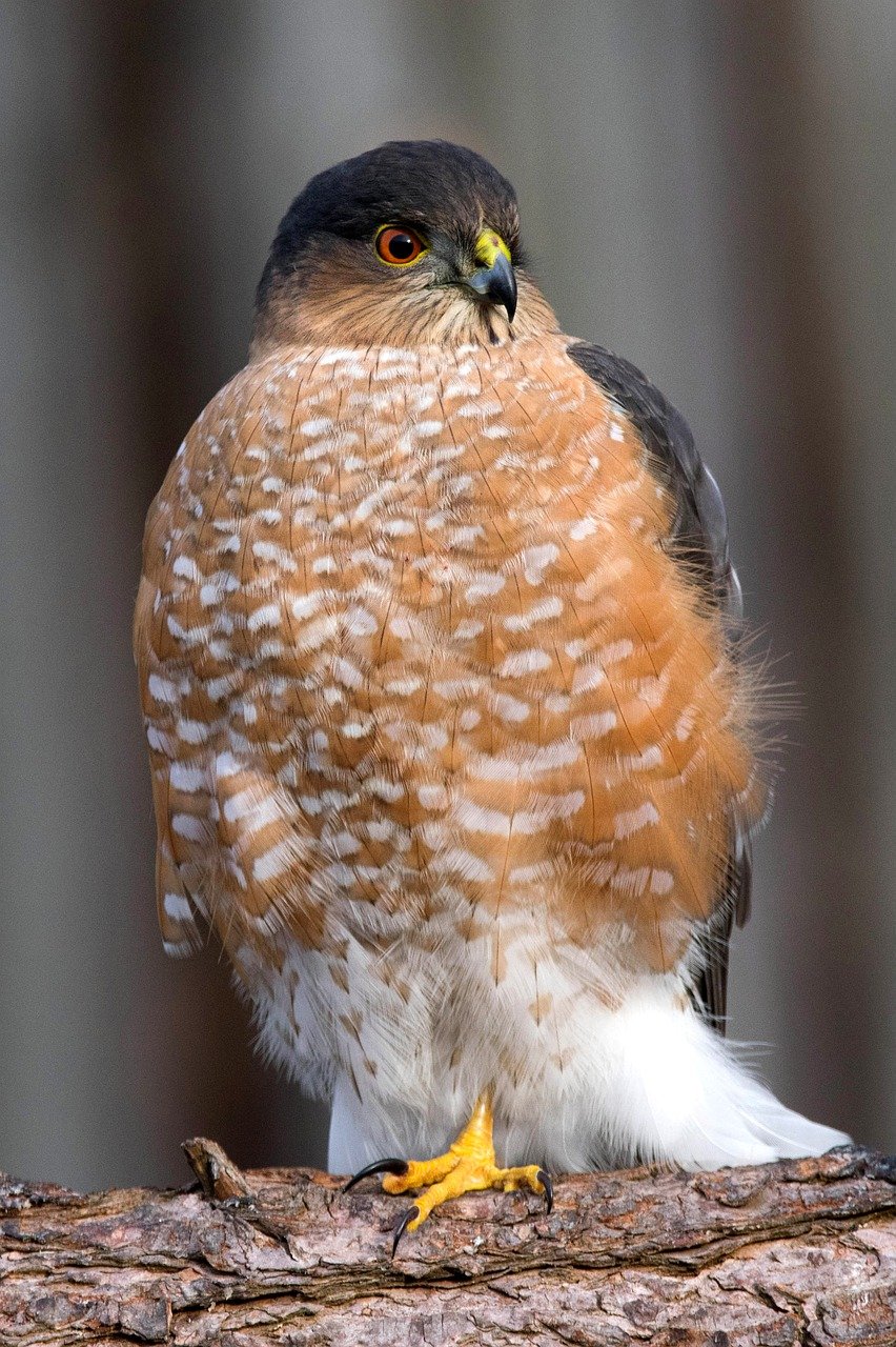 Accipiters and Falcons - Alberta Institute For Wildlife Conservation
