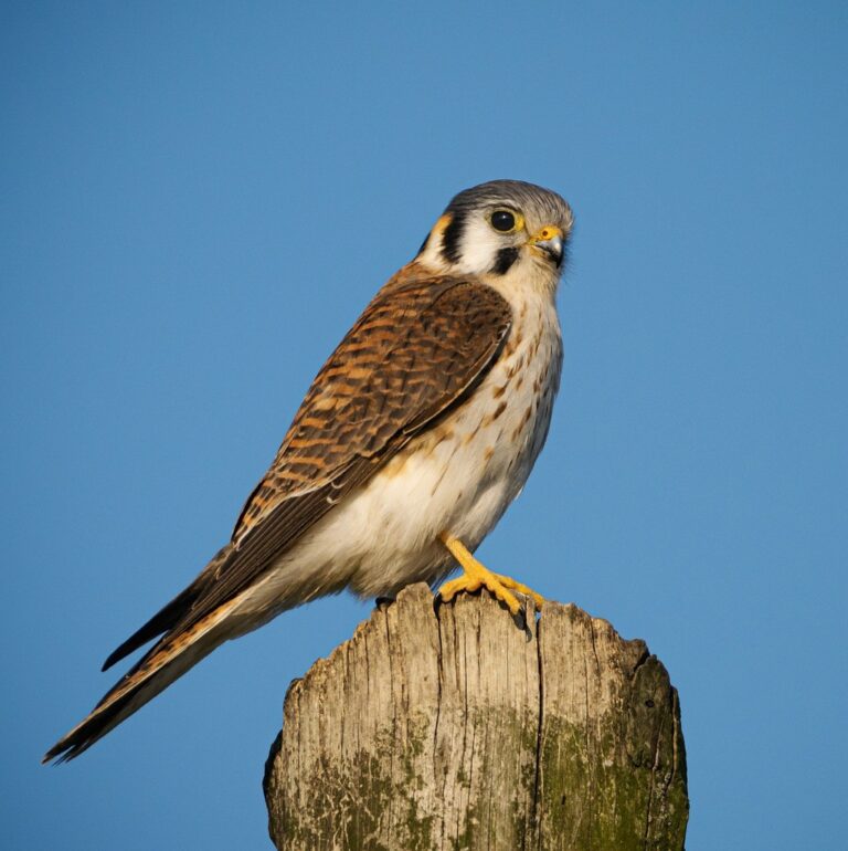 Accipiters and Falcons - Alberta Institute For Wildlife Conservation