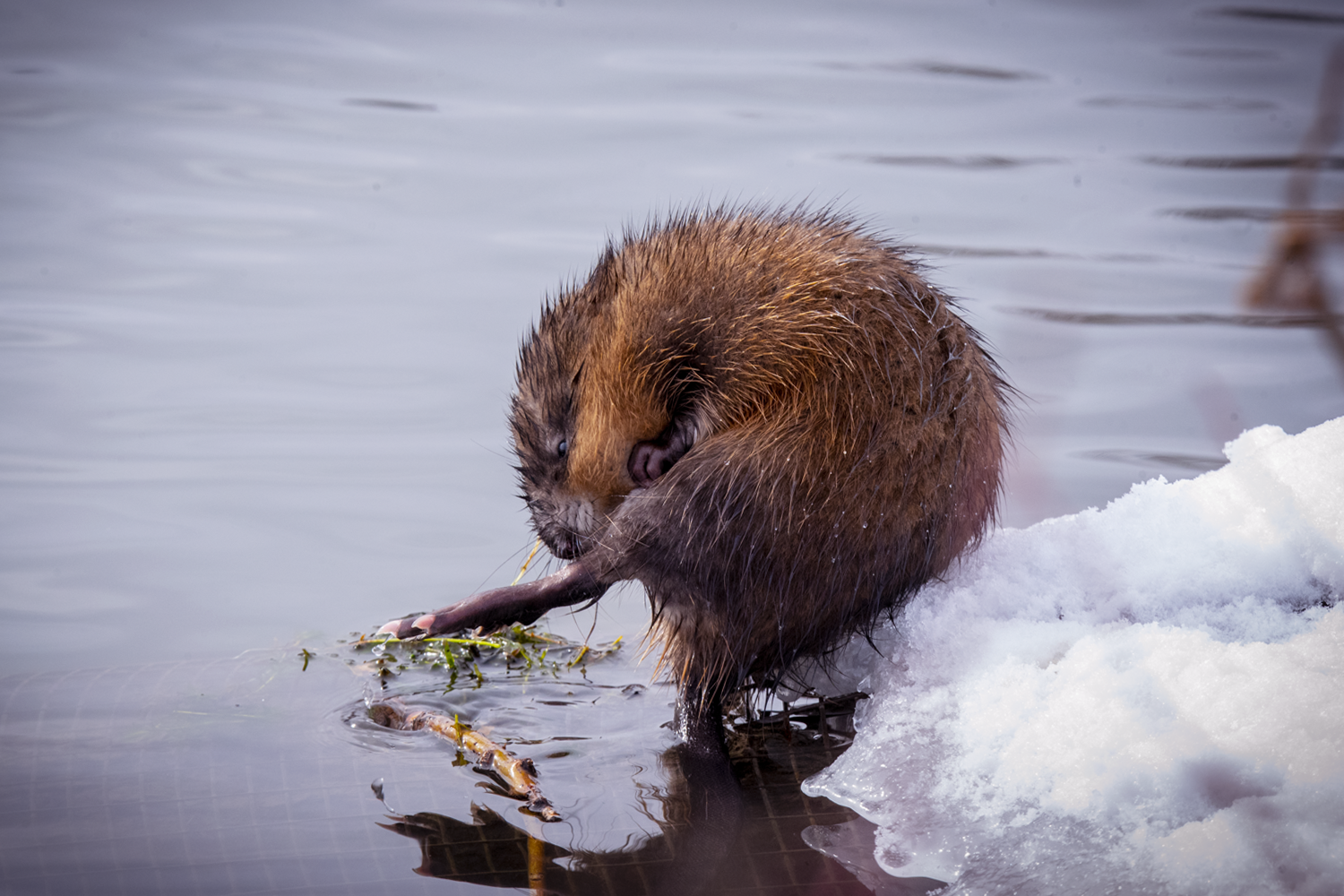 Muskrats: Nature’s Engineers and Wetland Guardians - Alberta Institute ...