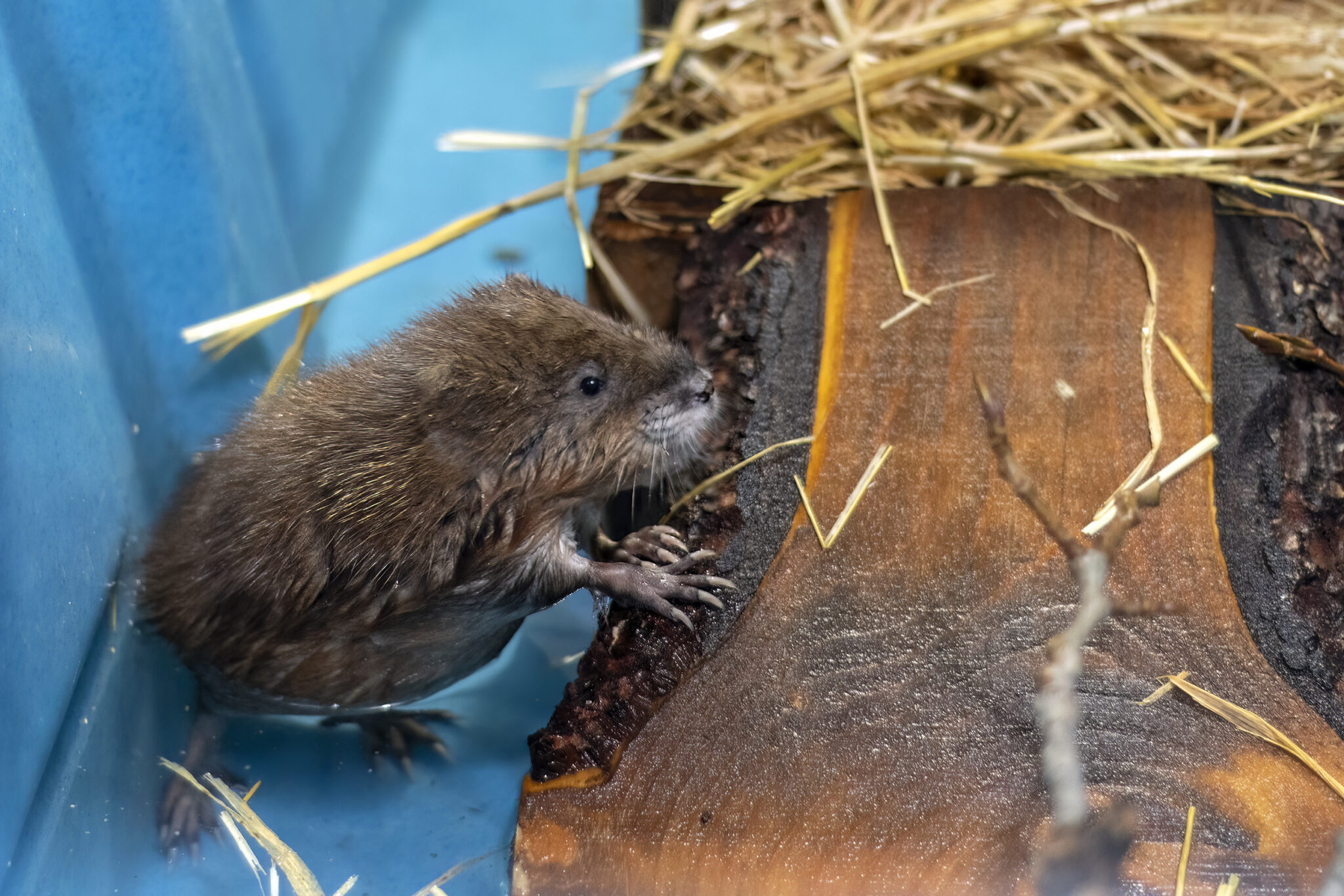 Muskrats: Nature’s Engineers and Wetland Guardians - Alberta Institute ...
