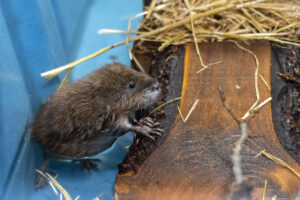 Muskrats: Nature’s Engineers and Wetland Guardians - Alberta Institute ...
