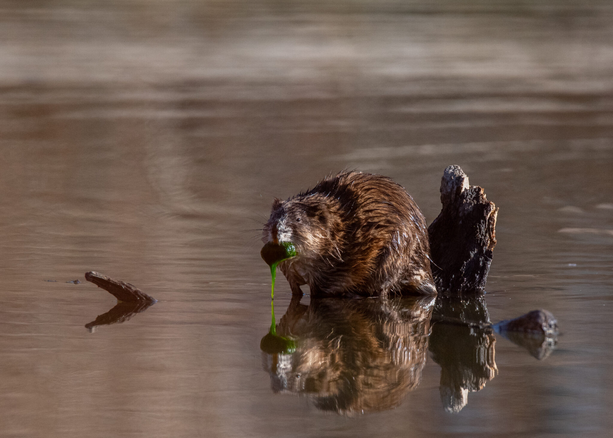 Muskrats: Nature’s Engineers and Wetland Guardians - Alberta Institute ...