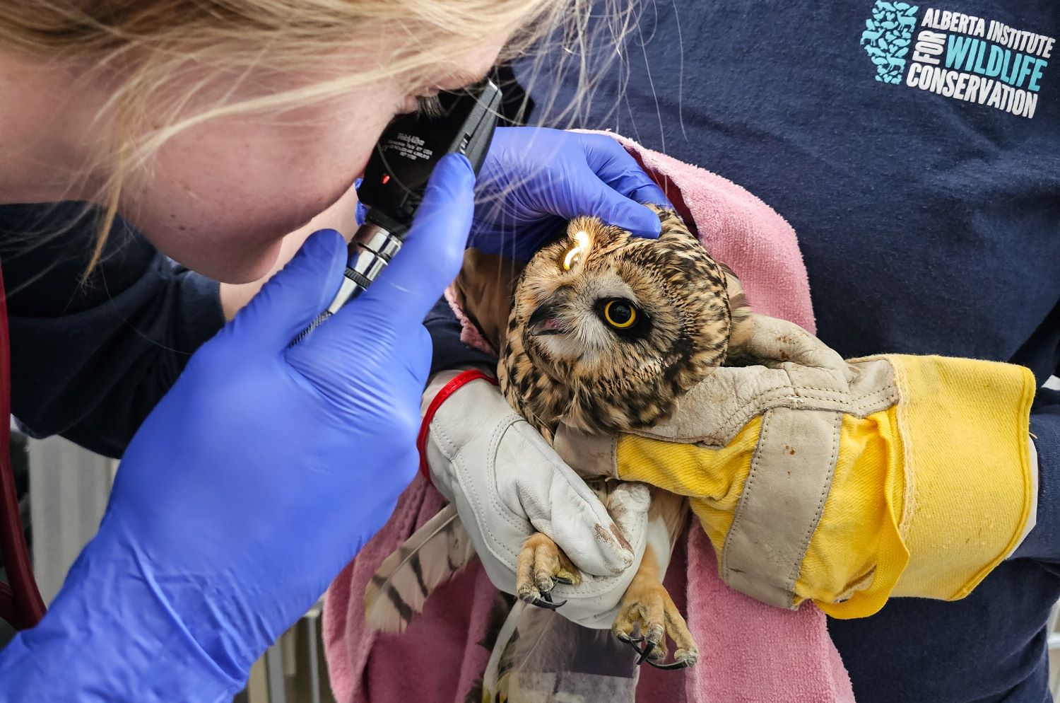 Owl Eyes: Nature’s Night Vision Goggles - Alberta Institute For ...