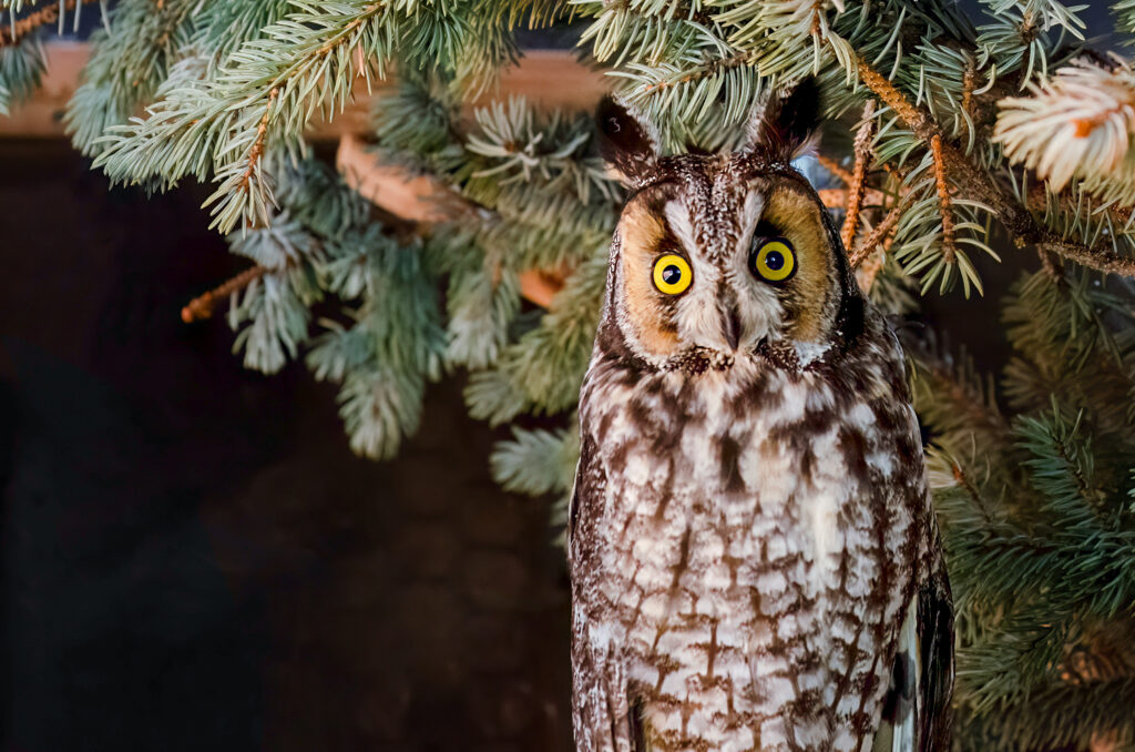 Owl Eyes: Nature’s Night Vision Goggles - Alberta Institute For ...