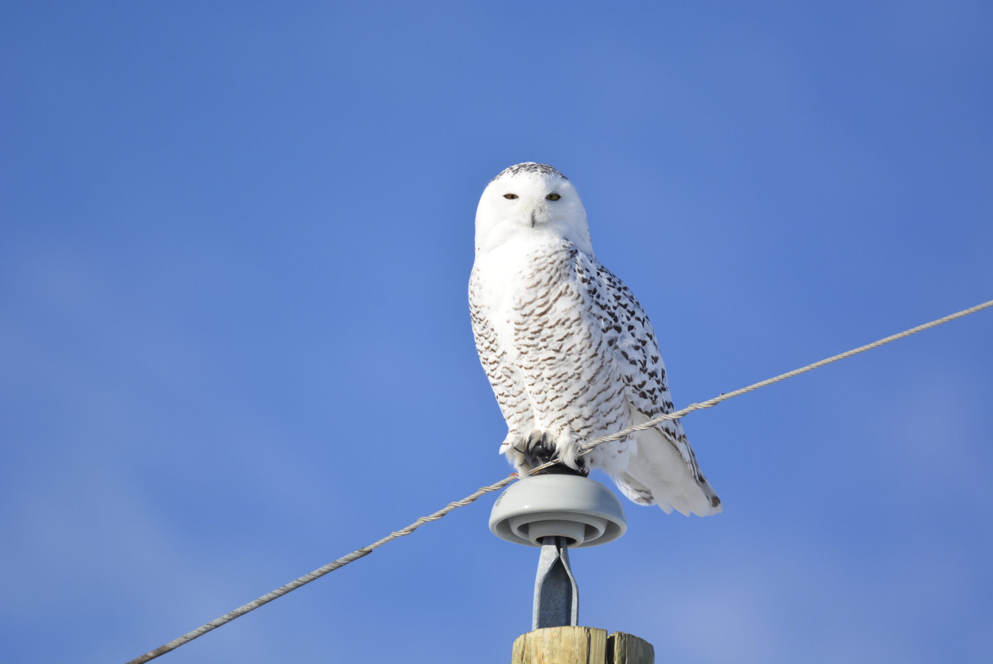 Owl Eyes: Nature’s Night Vision Goggles - Alberta Institute For ...