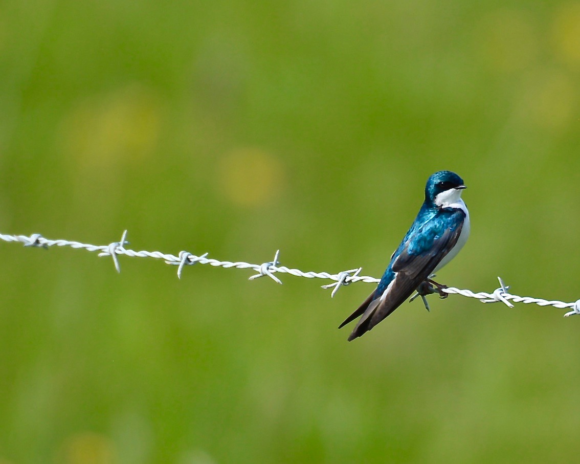 Swallows in Alberta - Alberta Institute For Wildlife Conservation