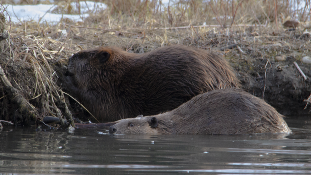 Leave it to Beavers! - Alberta Institute For Wildlife Conservation