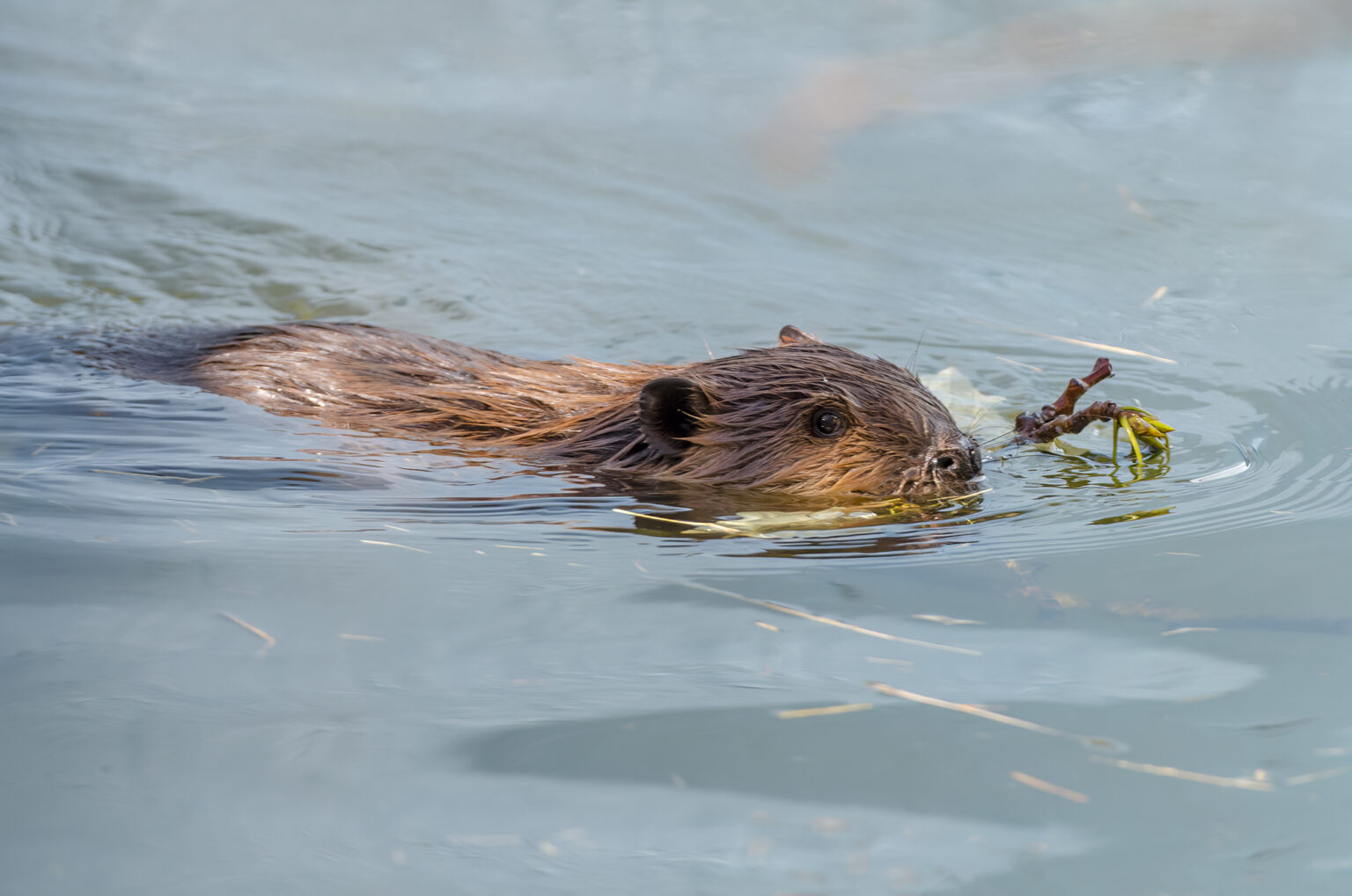 Leave it to Beavers! - Alberta Institute For Wildlife Conservation