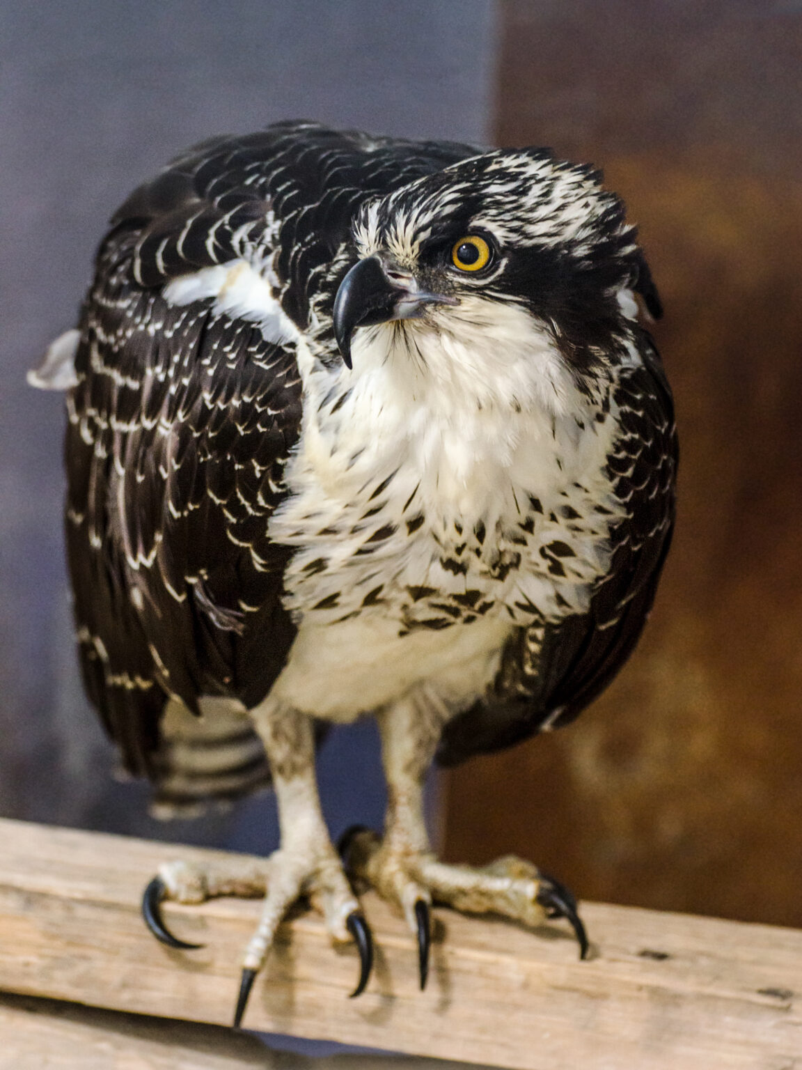 Ospreys and their recovery - Alberta Institute For Wildlife Conservation