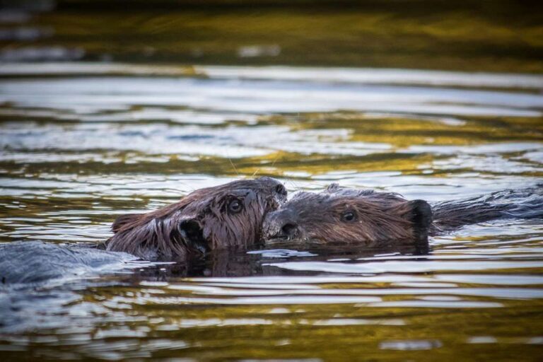 Leave it to Beavers! - Alberta Institute For Wildlife Conservation
