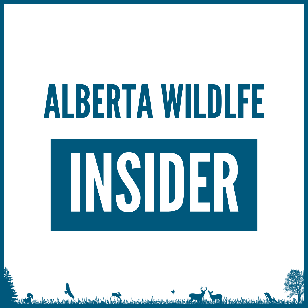 Alberta Wildlife Insider - Alberta Institute For Wildlife Conservation