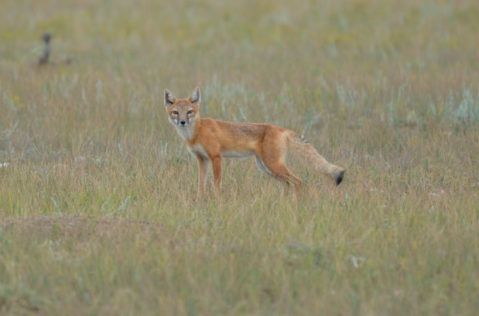 The Irrepressible Swift Fox - Alberta Institute For Wildlife Conservation