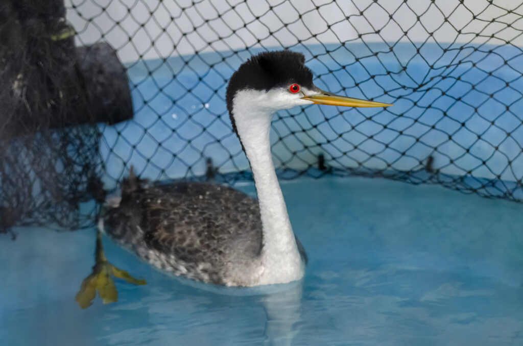 Dancing on Water: The Unique World of Grebes - Alberta Institute For ...