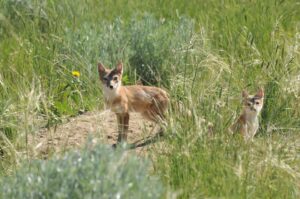 The Irrepressible Swift Fox - Alberta Institute For Wildlife Conservation
