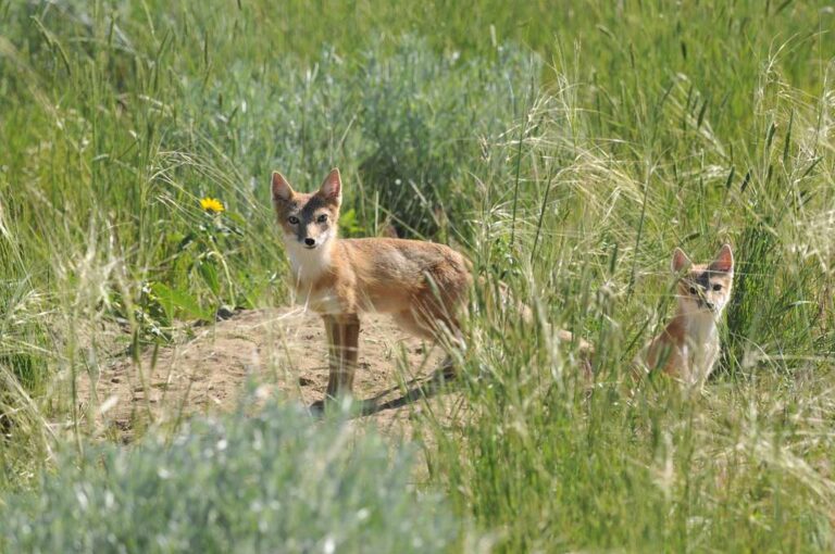 The Irrepressible Swift Fox - Alberta Institute For Wildlife Conservation