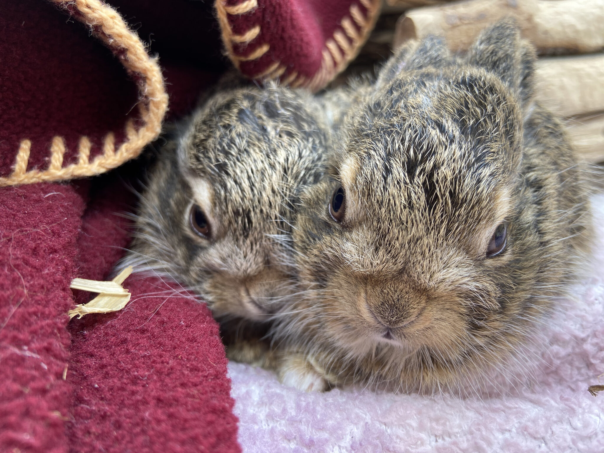 WHITE-TAILED JACKRABBITS: NATURE’S MASTER SURVIVORS - Alberta Institute ...