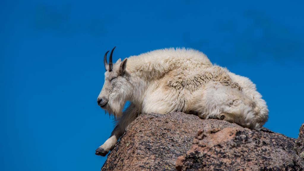 Top 6 Mountain Marvels of Alberta - Alberta Institute For Wildlife ...