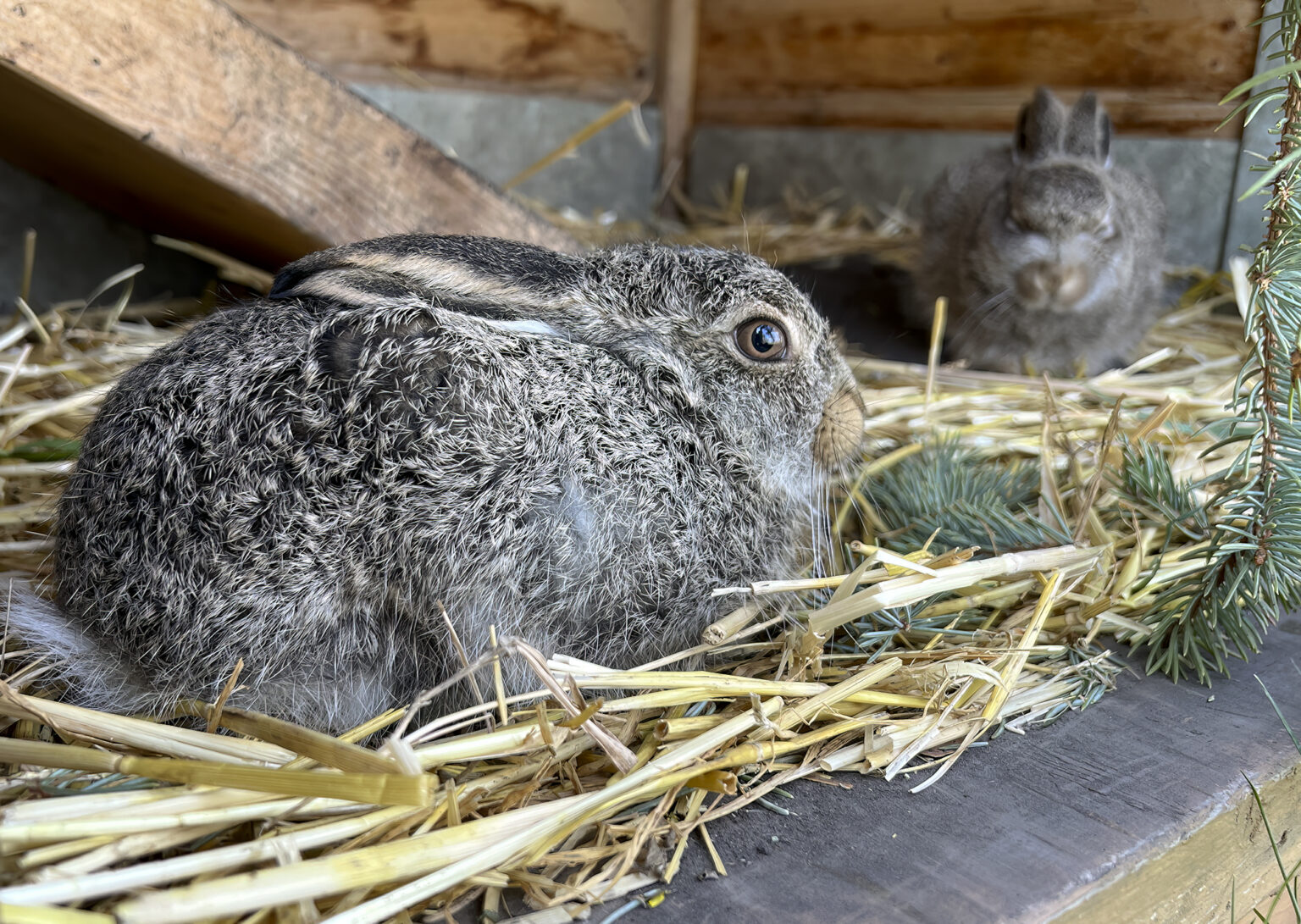 WHITE-TAILED JACKRABBITS: NATURE’S MASTER SURVIVORS - Alberta Institute ...
