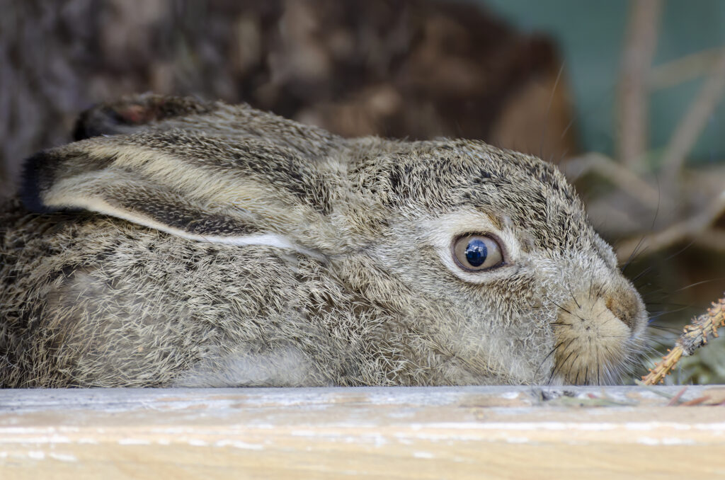 WHITE-TAILED JACKRABBITS: NATURE’S MASTER SURVIVORS - Alberta Institute ...