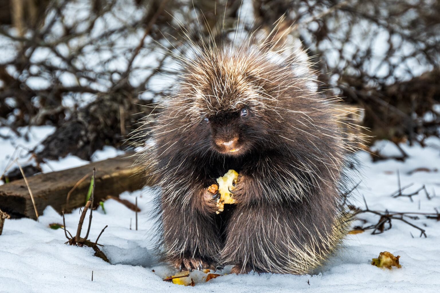Living with Porcupines - Alberta Institute For Wildlife Conservation