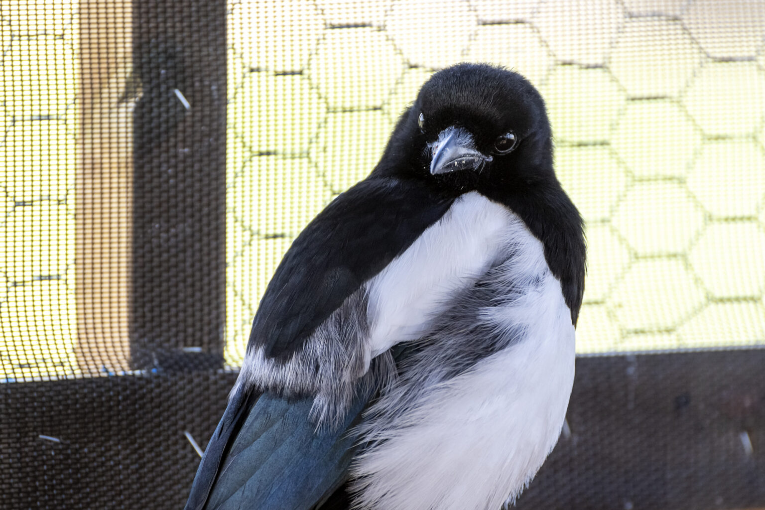 The Intelligence of Magpies - Alberta Institute For Wildlife Conservation