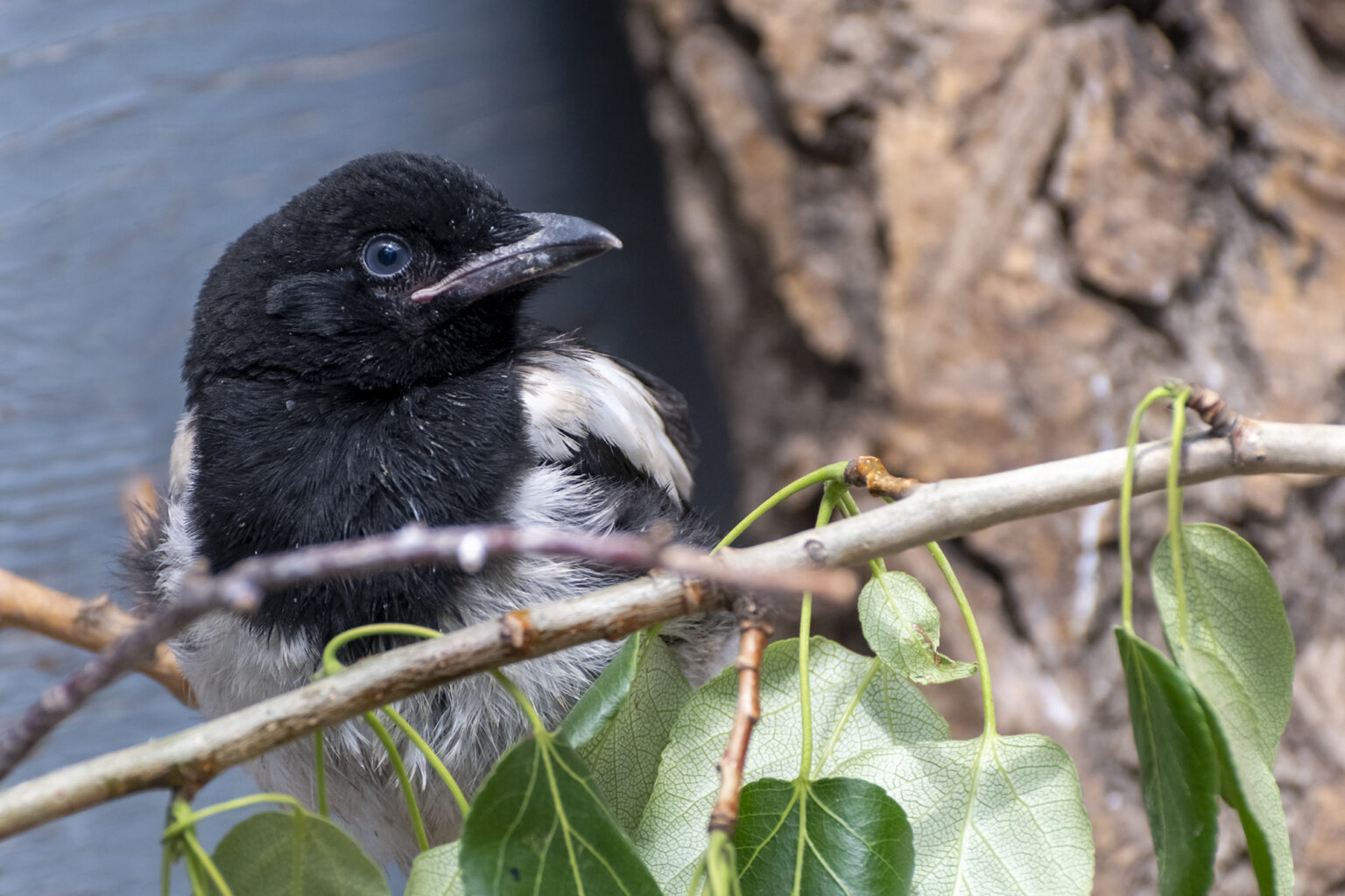 The Intelligence of Magpies - Alberta Institute For Wildlife Conservation