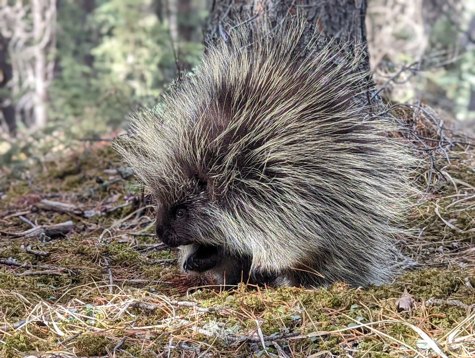 Living with Porcupines - Alberta Institute For Wildlife Conservation