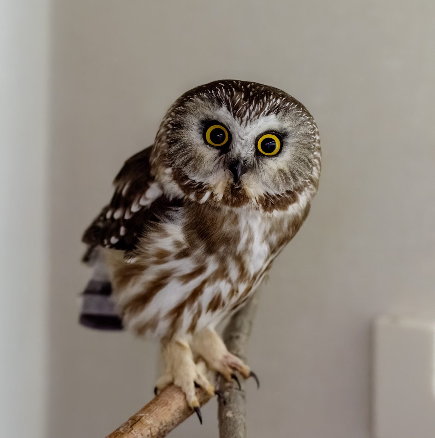 Patient Success Stories - Alberta Institute For Wildlife Conservation