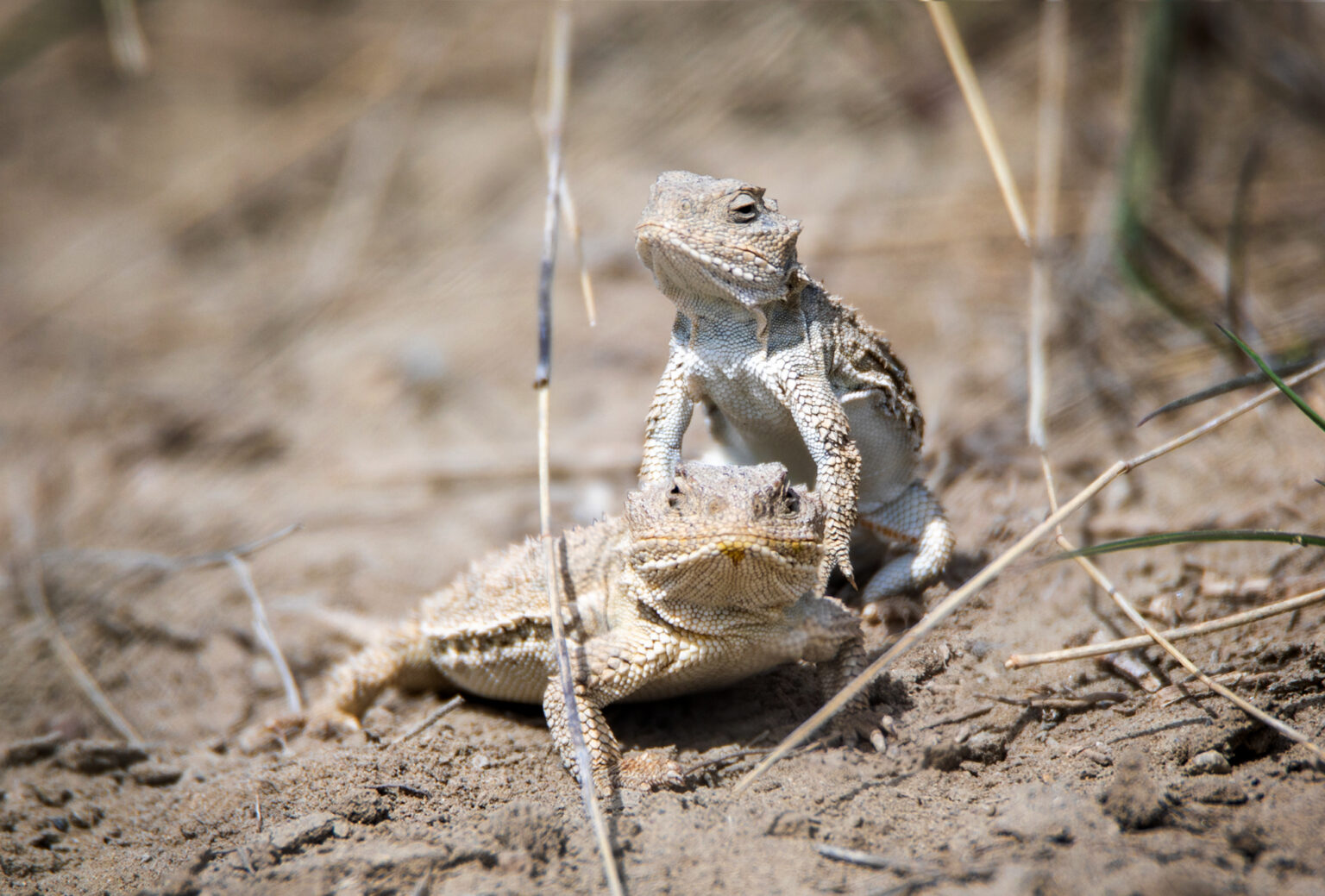 Alberta's Only Lizard Species: The Greater Short-Horned Lizard ...