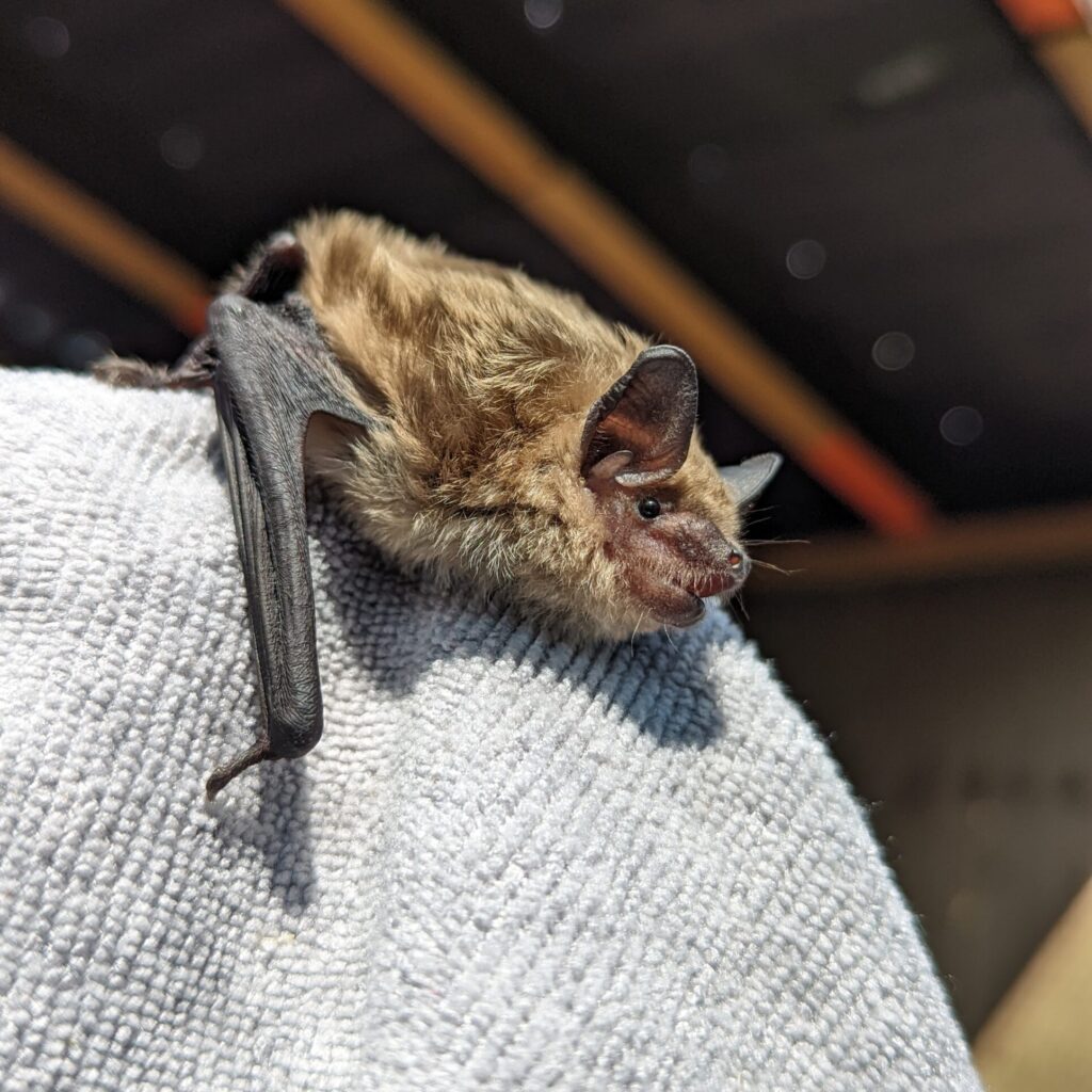 A Bat's Year in Alberta - Alberta Institute For Wildlife Conservation