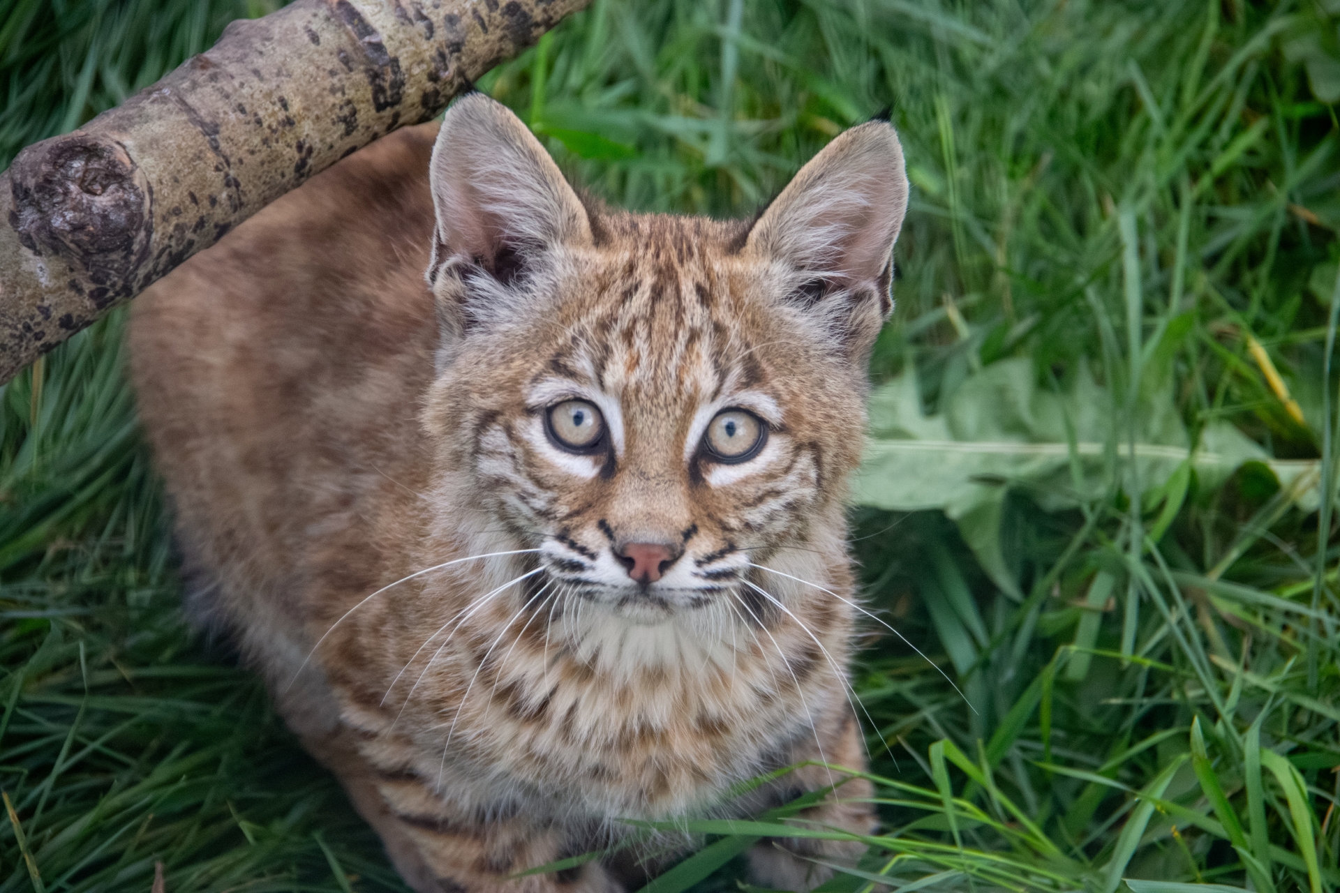 Differences Between Bobcats and Canada Lynx: How to Tell them Apart - Alberta Institute For ...