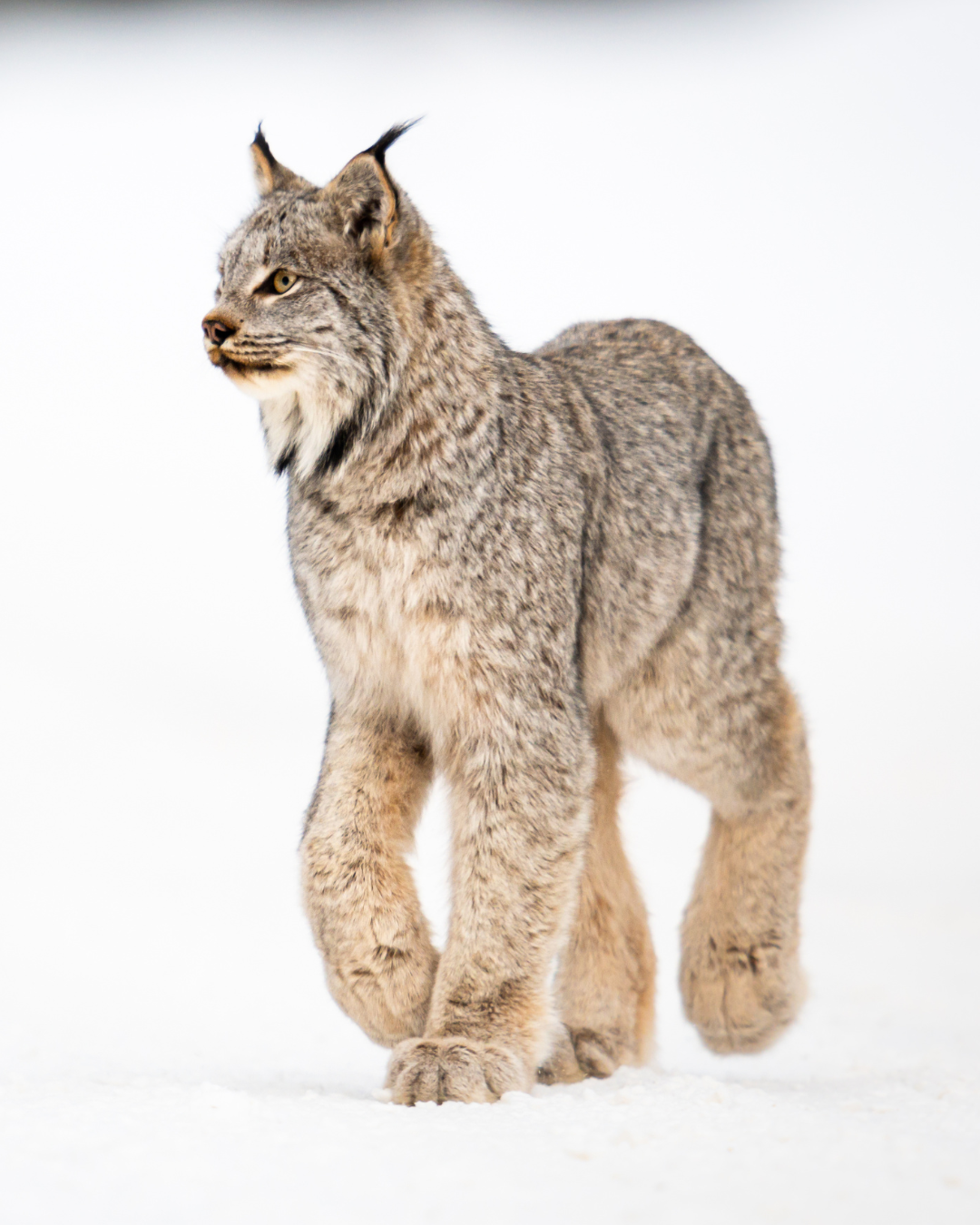 Differences Between Bobcats and Canada Lynx: How to Tell them Apart - Alberta Institute For ...