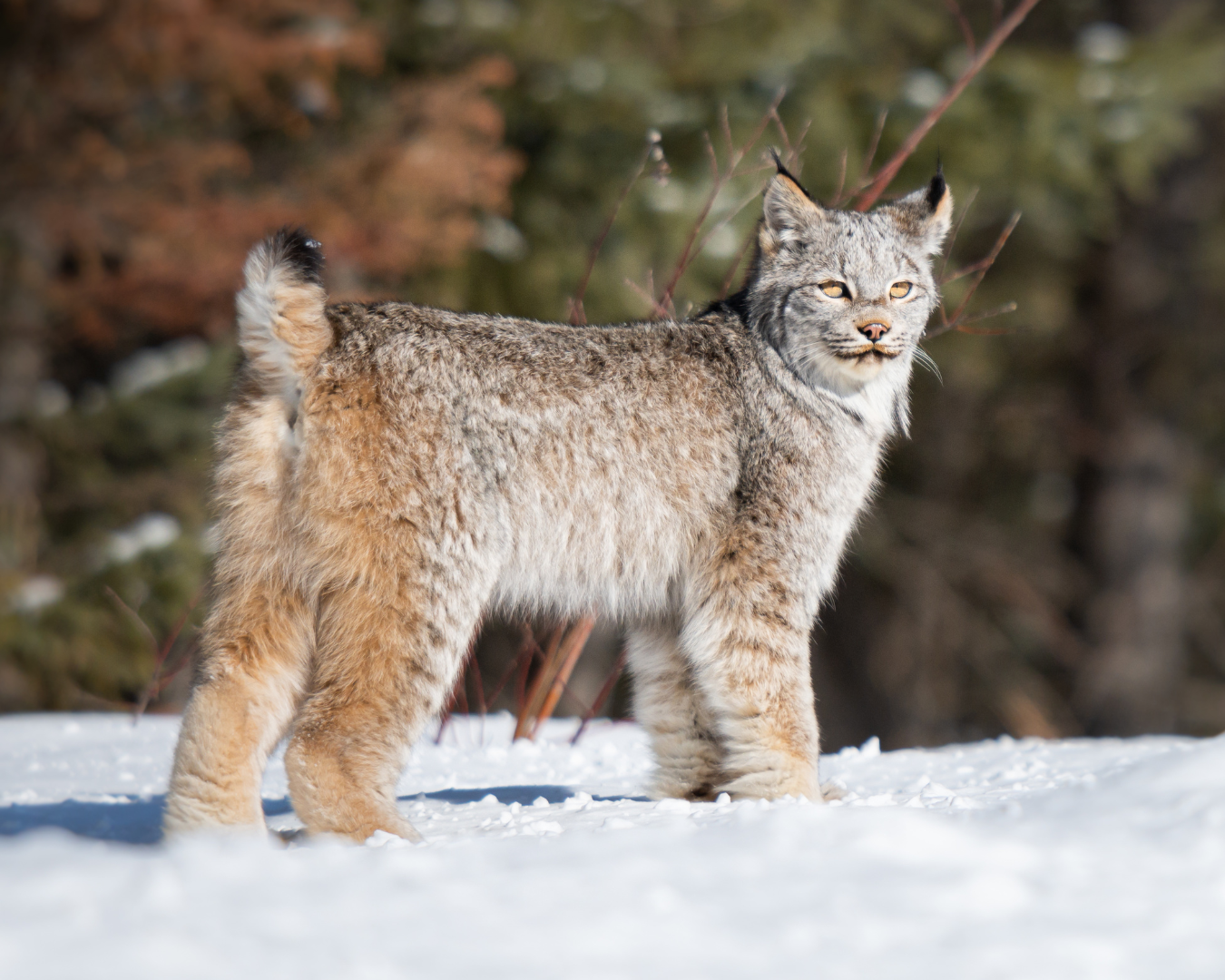 Differences Between Bobcats and Canada Lynx: How to Tell them Apart ...