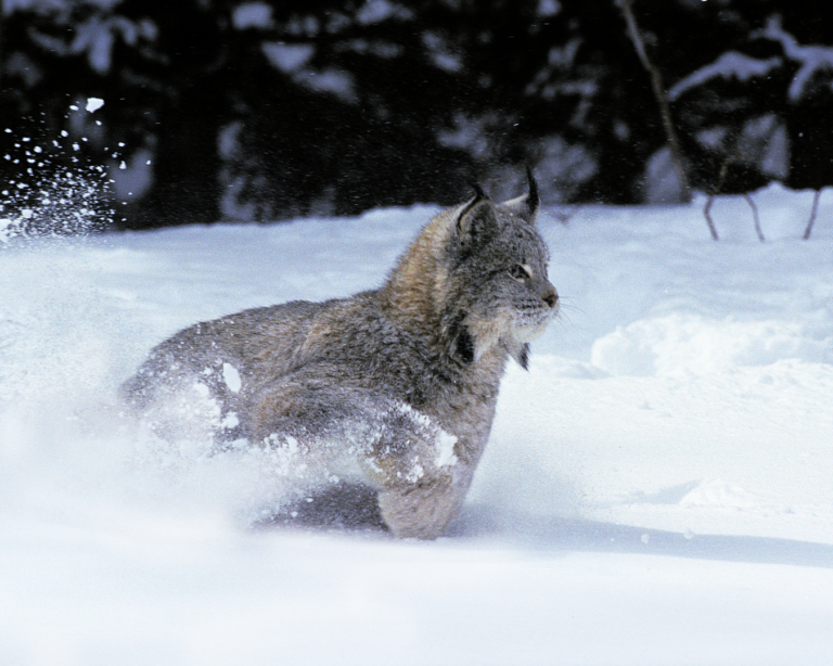 Differences Between Bobcats and Canada Lynx: How to Tell them Apart ...
