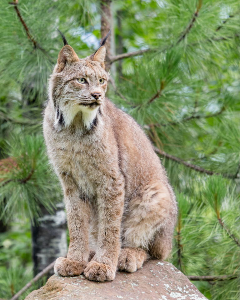 Differences Between Bobcats and Canada Lynx: How to Tell them Apart - Alberta Institute For ...