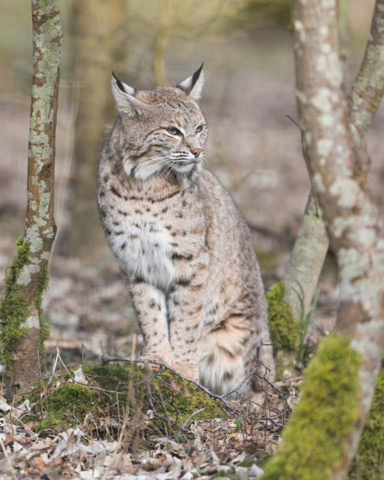 Differences Between Bobcats and Canada Lynx: How to Tell them Apart - Alberta Institute For ...