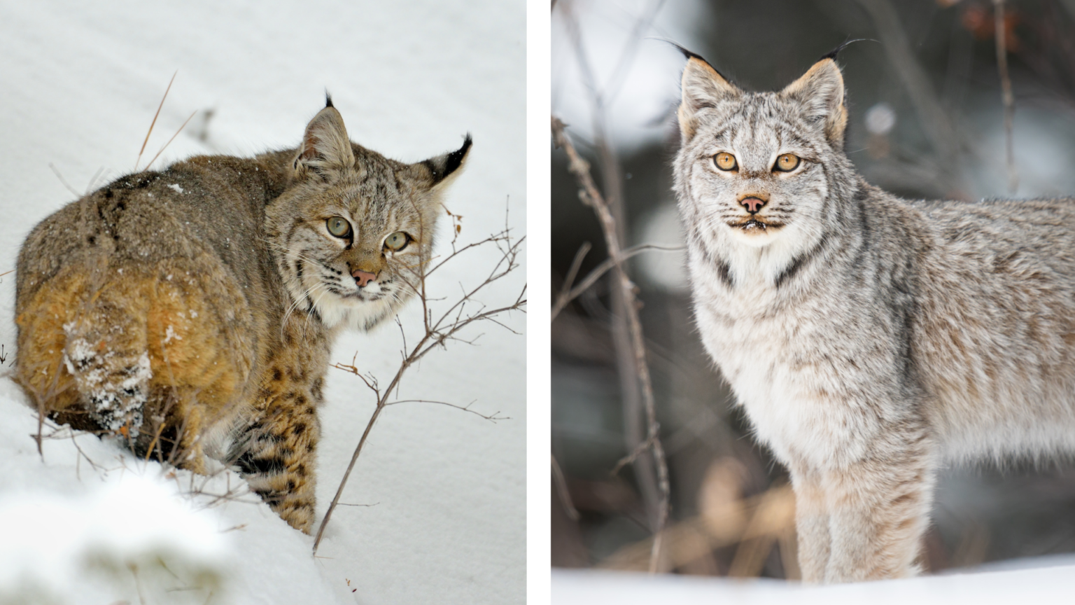 Differences Between Bobcats and Canada Lynx: How to Tell them Apart - Alberta Institute For ...