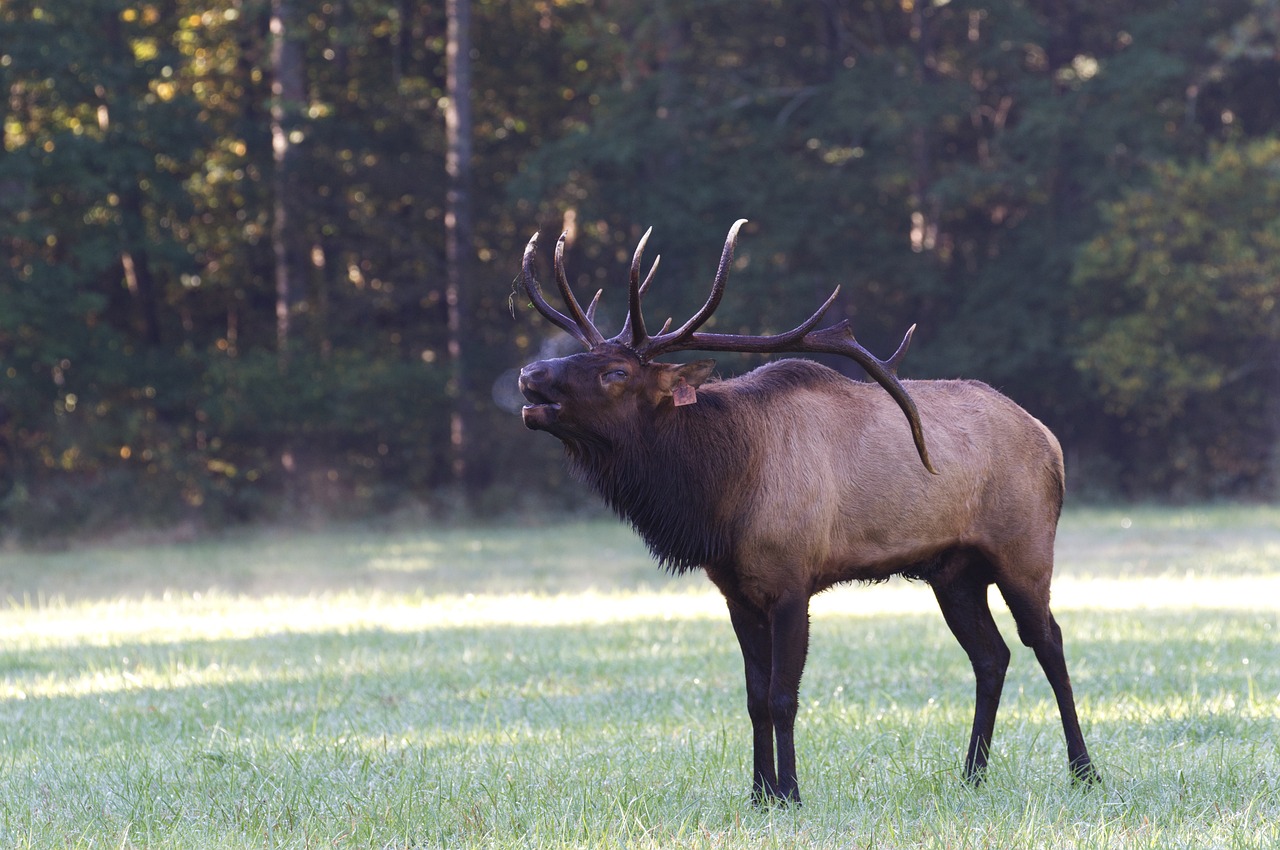 Elk Rutting Rituals - Alberta Institute For Wildlife Conservation