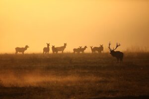 Elk Rutting Rituals - Alberta Institute For Wildlife Conservation