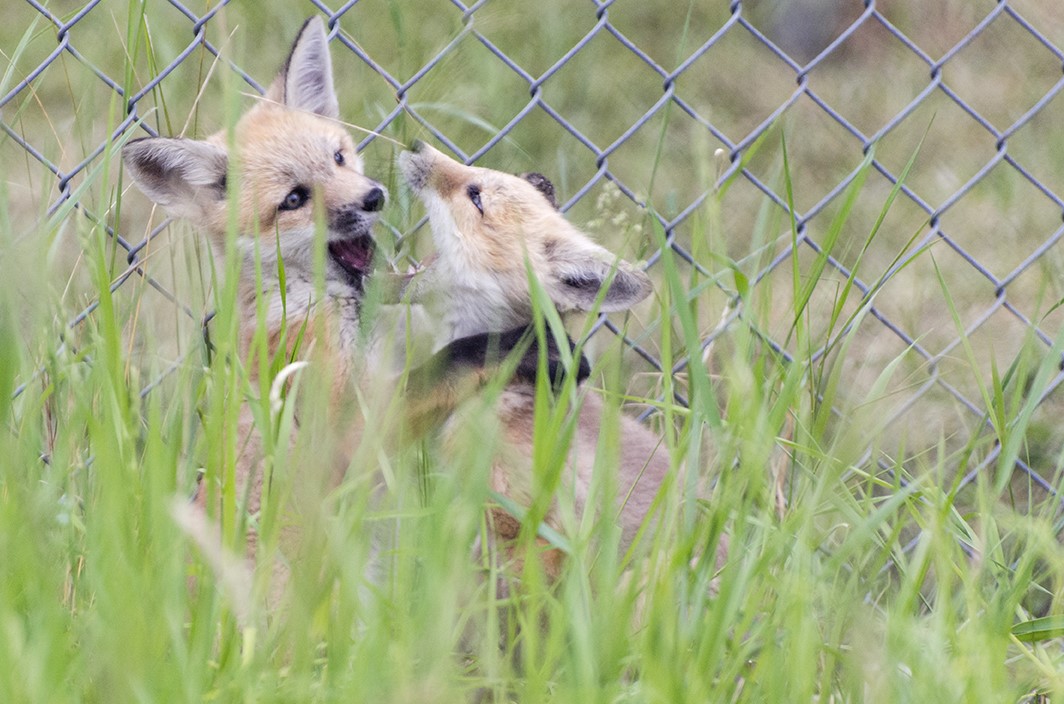 The Social Hierarchy of the Red Fox - Alberta Institute For Wildlife ...
