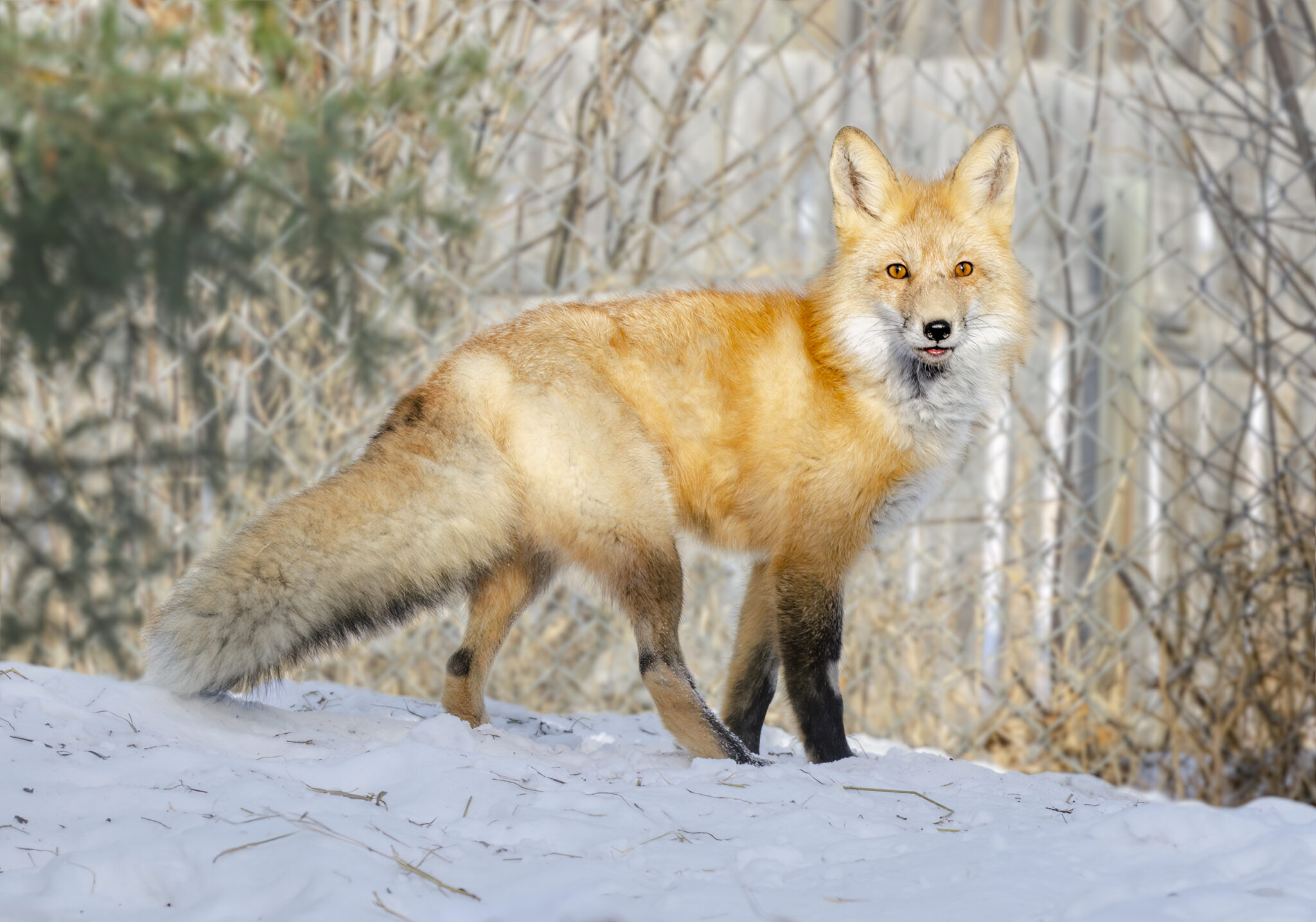 The Social Hierarchy of the Red Fox - Alberta Institute For Wildlife Conservation