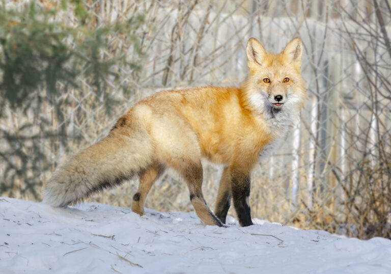 The Social Hierarchy of the Red Fox - Alberta Institute For Wildlife ...